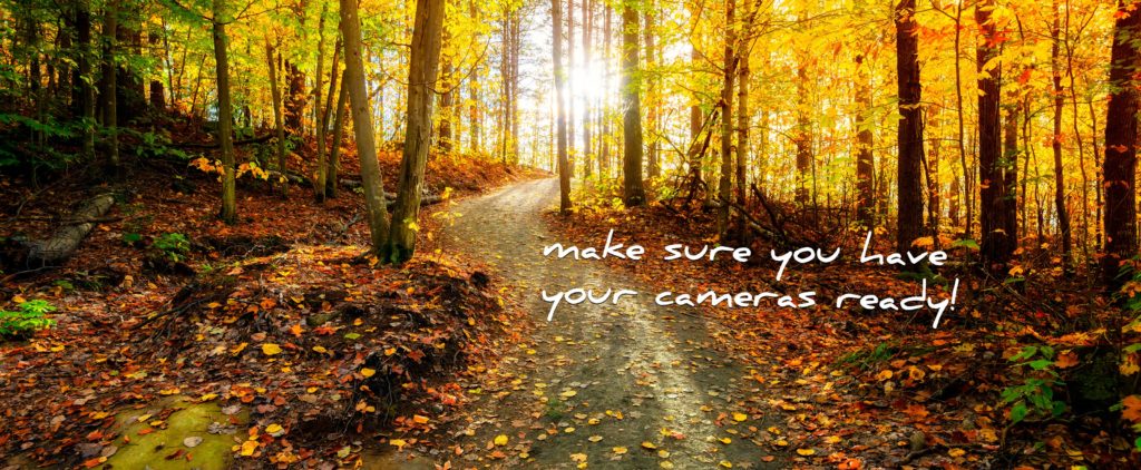 The Trails - The Trails